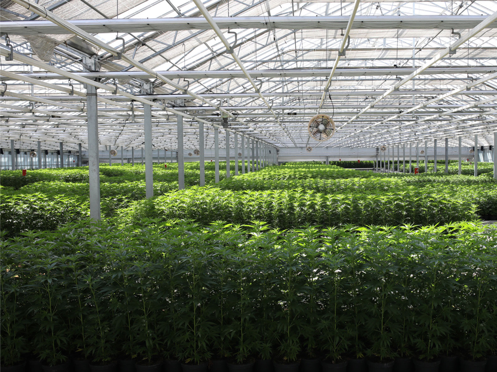 CanAdelaar - Cannafair – Die Hanfmesse im Herzen Deutschlands